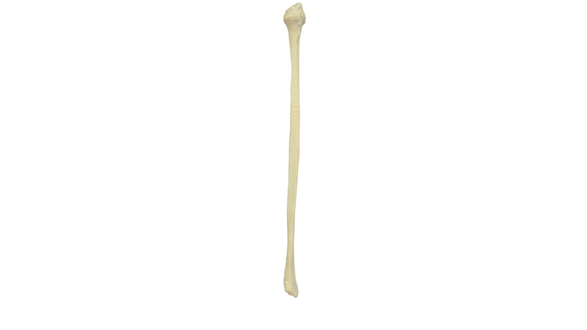 Fibula R - A4 - 3D model by Universiteit Antwerpen (@marjanmaldoy ...