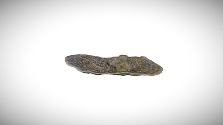 Sandalolitha-robusta 3D models - Sketchfab