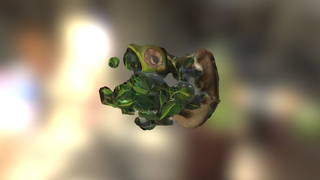 Plant scan 1 - Download Free 3D model by Jennie (@jpajerowski) [7526fda ...
