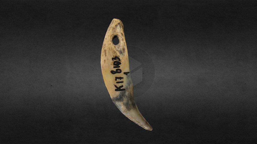 Ice age fox tooth pendant - 3D model by abipate [7529672] - Sketchfab