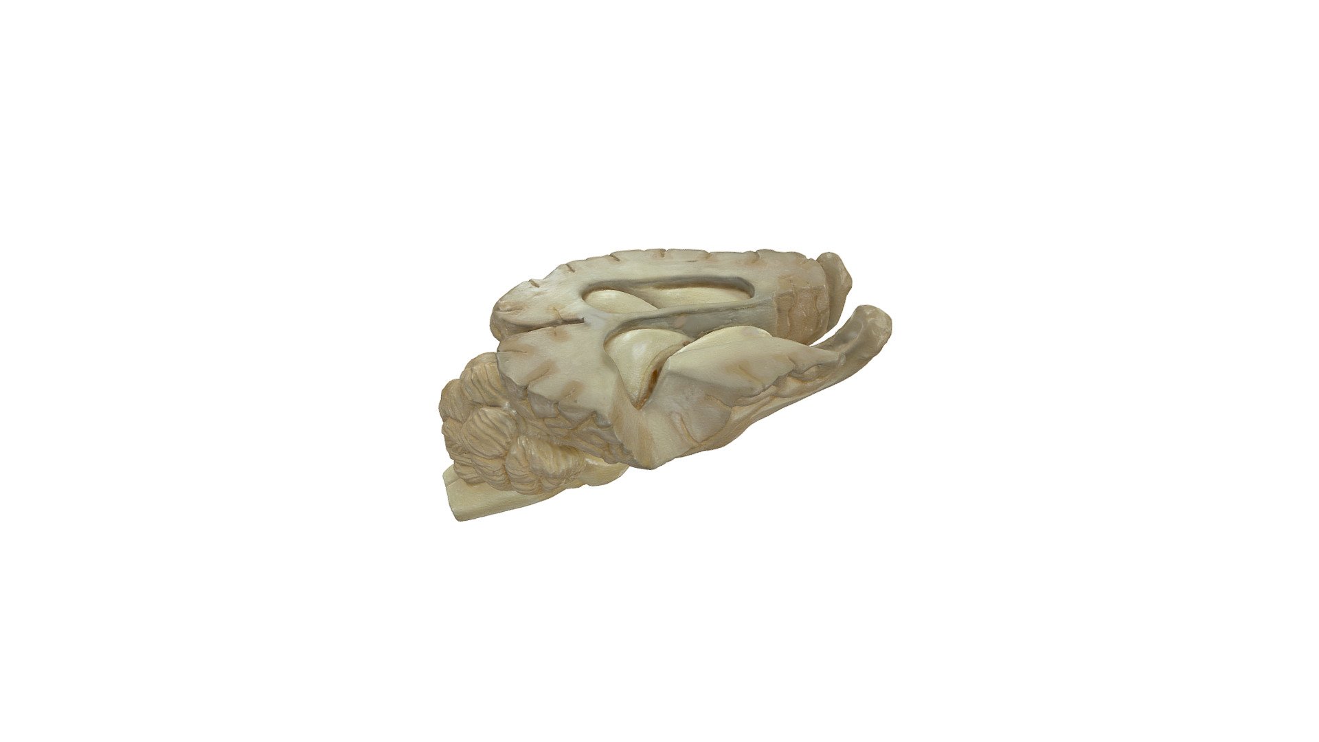 Brain, transversal cut, cow (model, 3D print) - 3D model by Vetanat.UZH ...