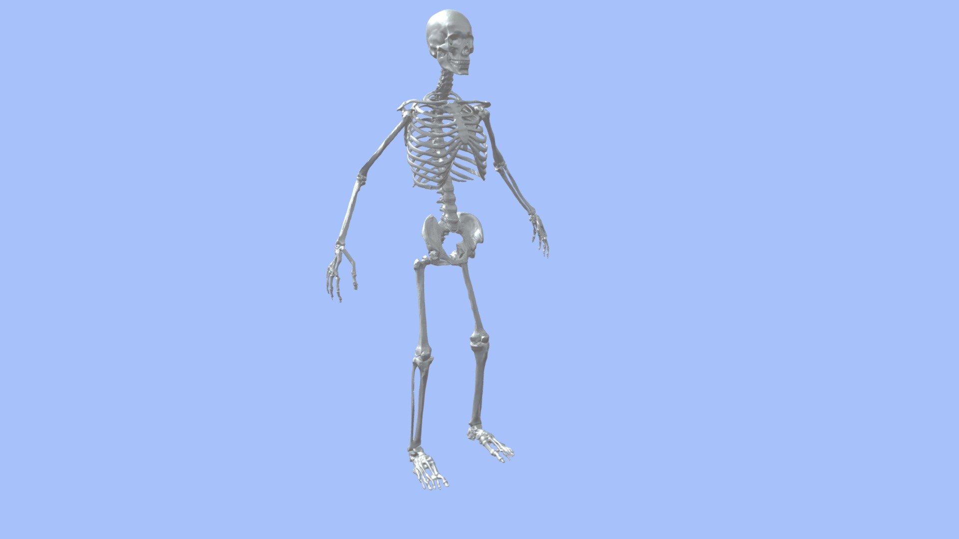 anatomical_skeleton - 3D model by m.m.g.murat78 [752d817] - Sketchfab