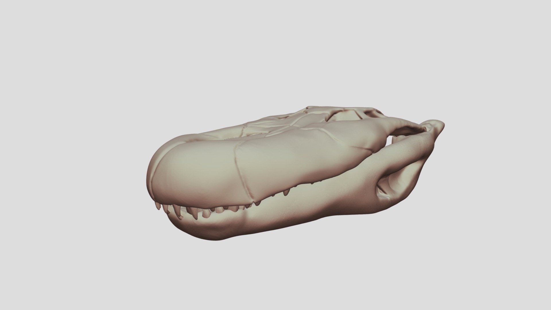 Purussaurus mirandai - 3D model by Fabian.Costa (@Flavio.Fabian.Costa ...