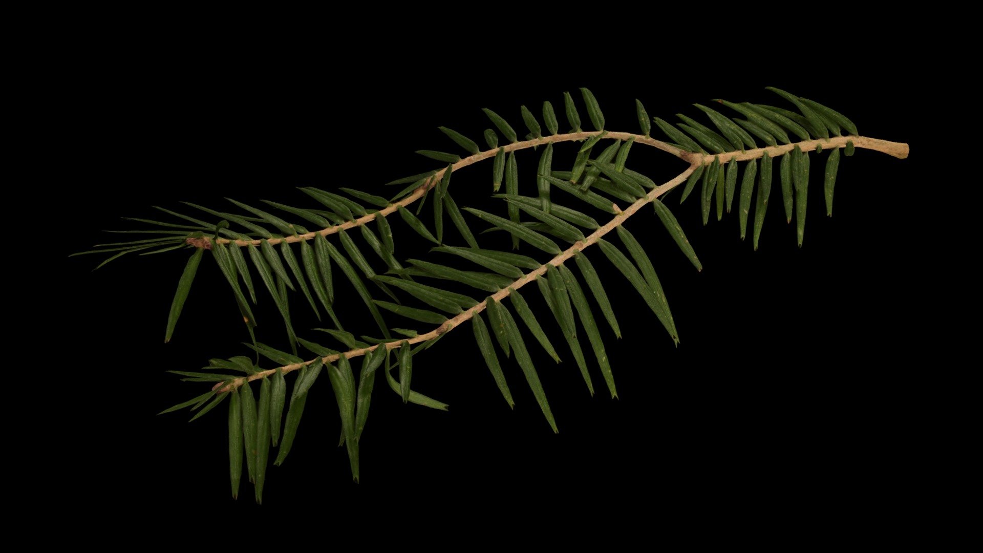 モミ 陰葉 🌲 Japanese Fir, Abies firma - Download Free 3D model by ffish ...