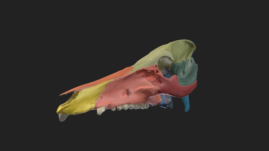 Pig anatomy - A 3D model collection by sonea - Sketchfab