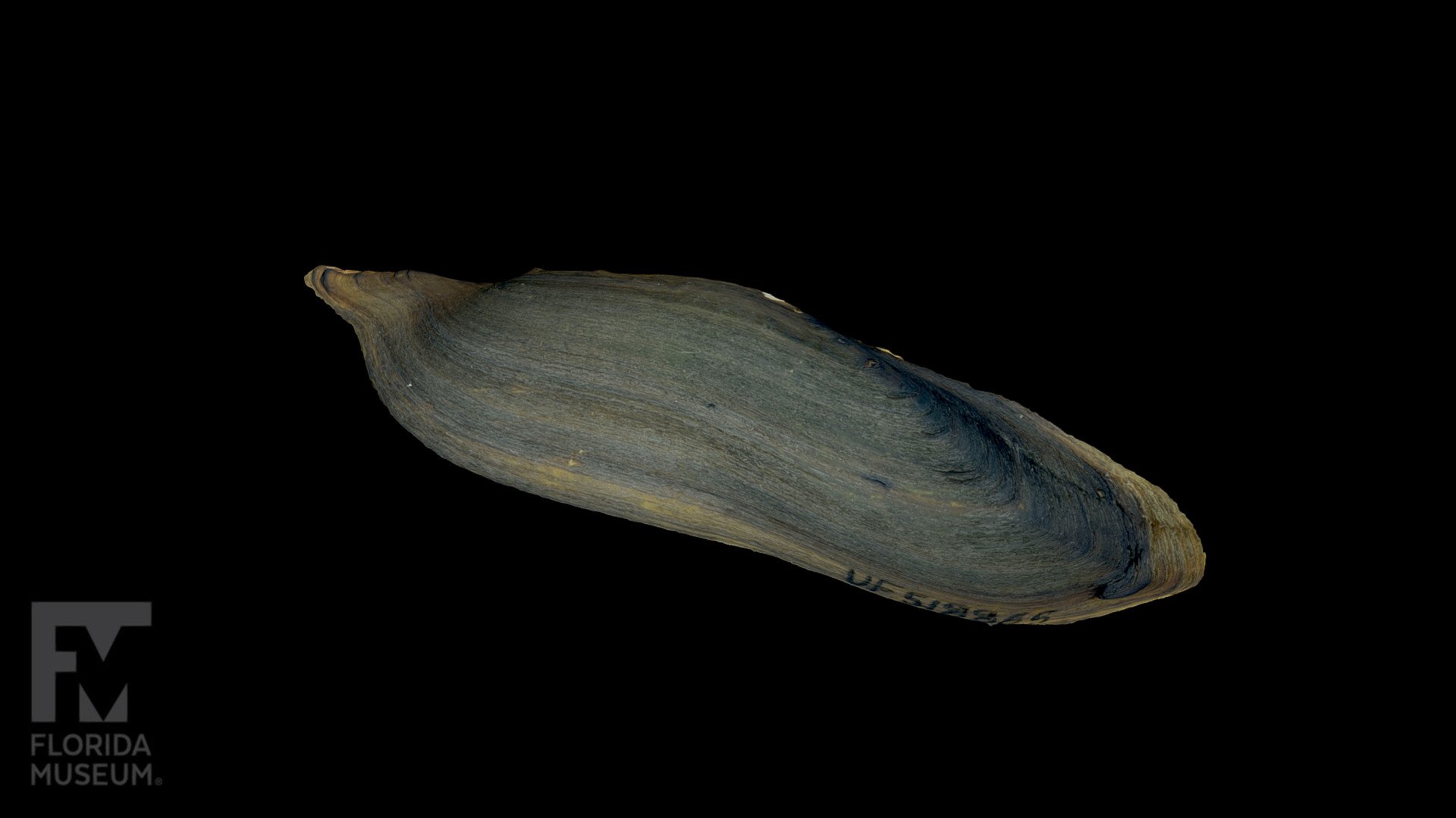 Lanceolaria lanceolata - Freshwater Mussel - 3D model by FloridaMuseum [7552570] - Sketchfab