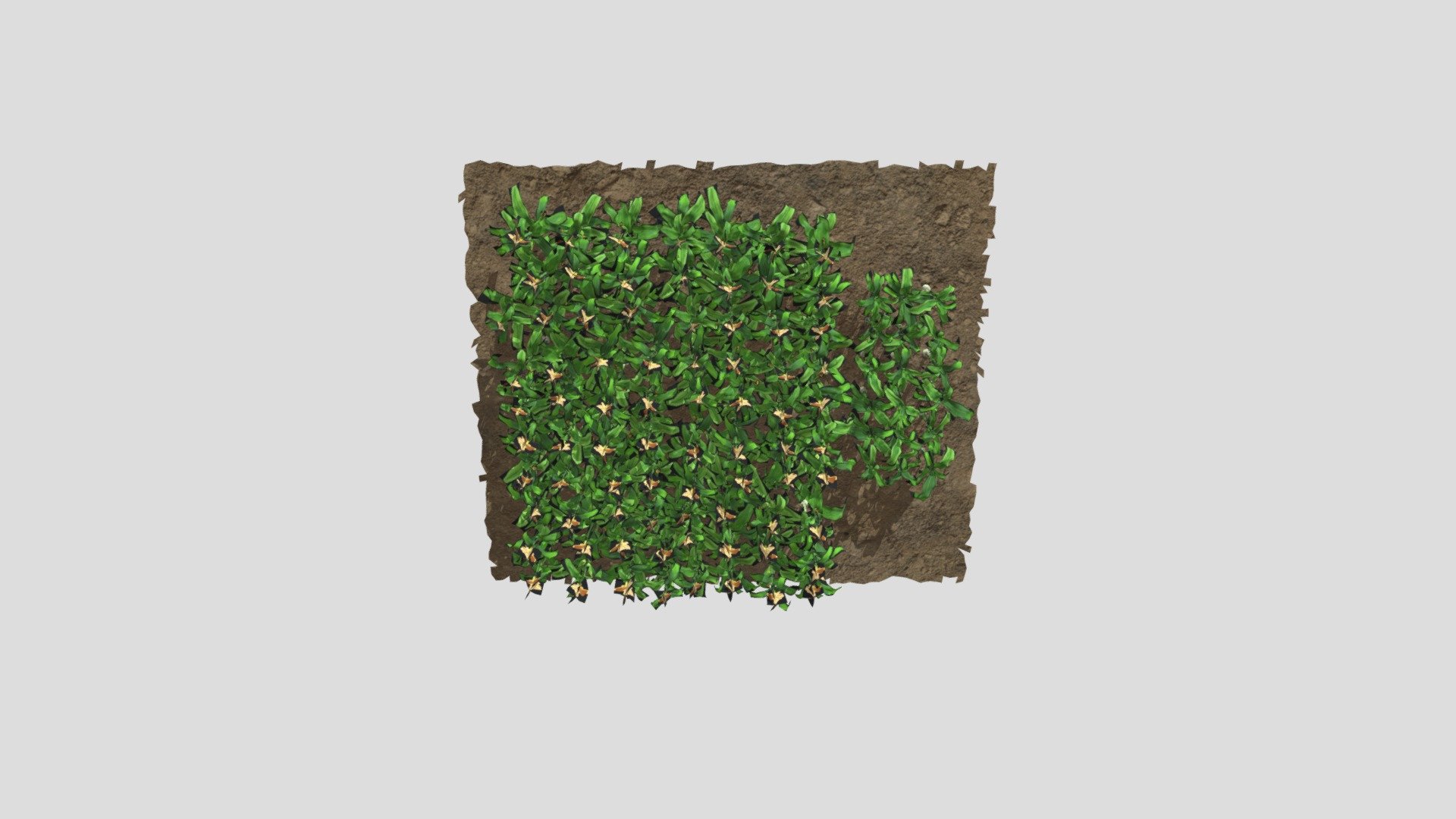 Corn-field - Download Free 3D model by isonreignallen105 [75592e2 ...