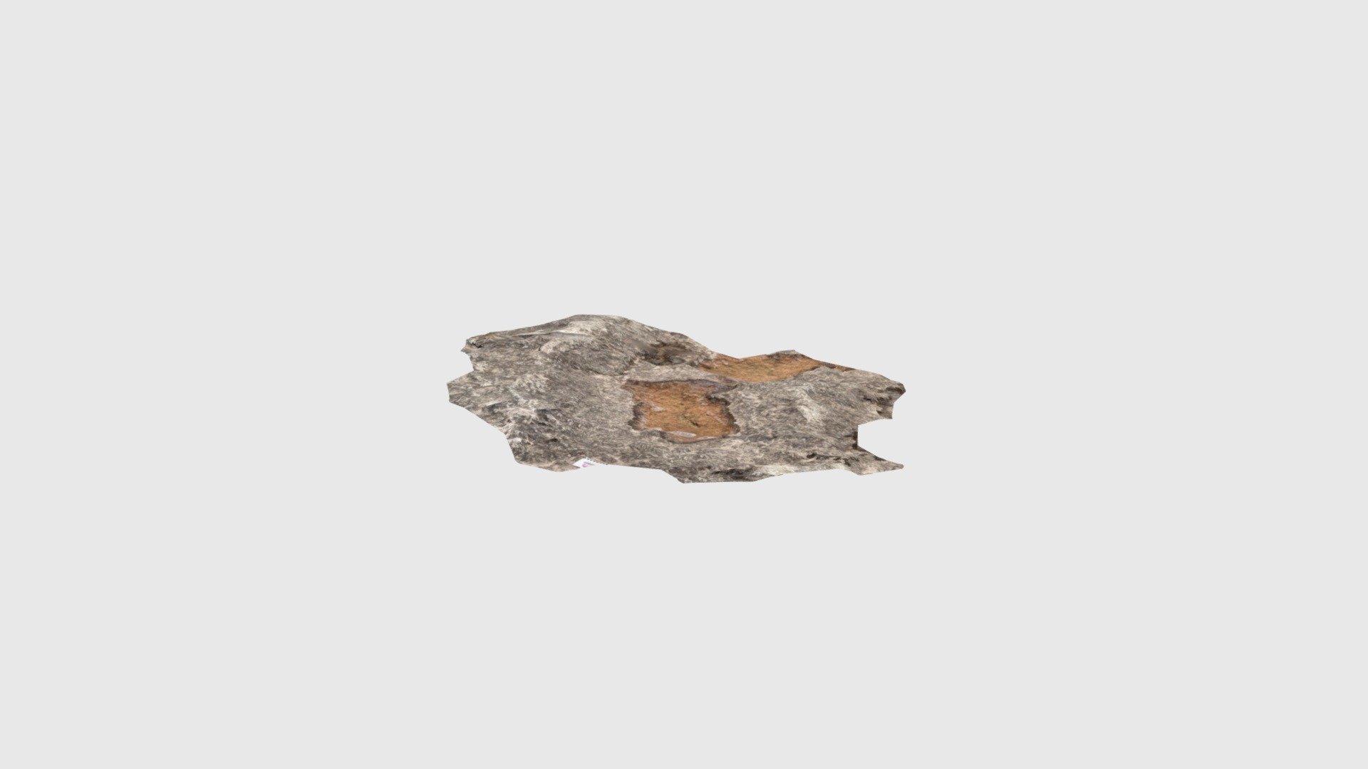Morgan’s Point Rugose Colony - Download Free 3D model by MacGlacialSeds ...