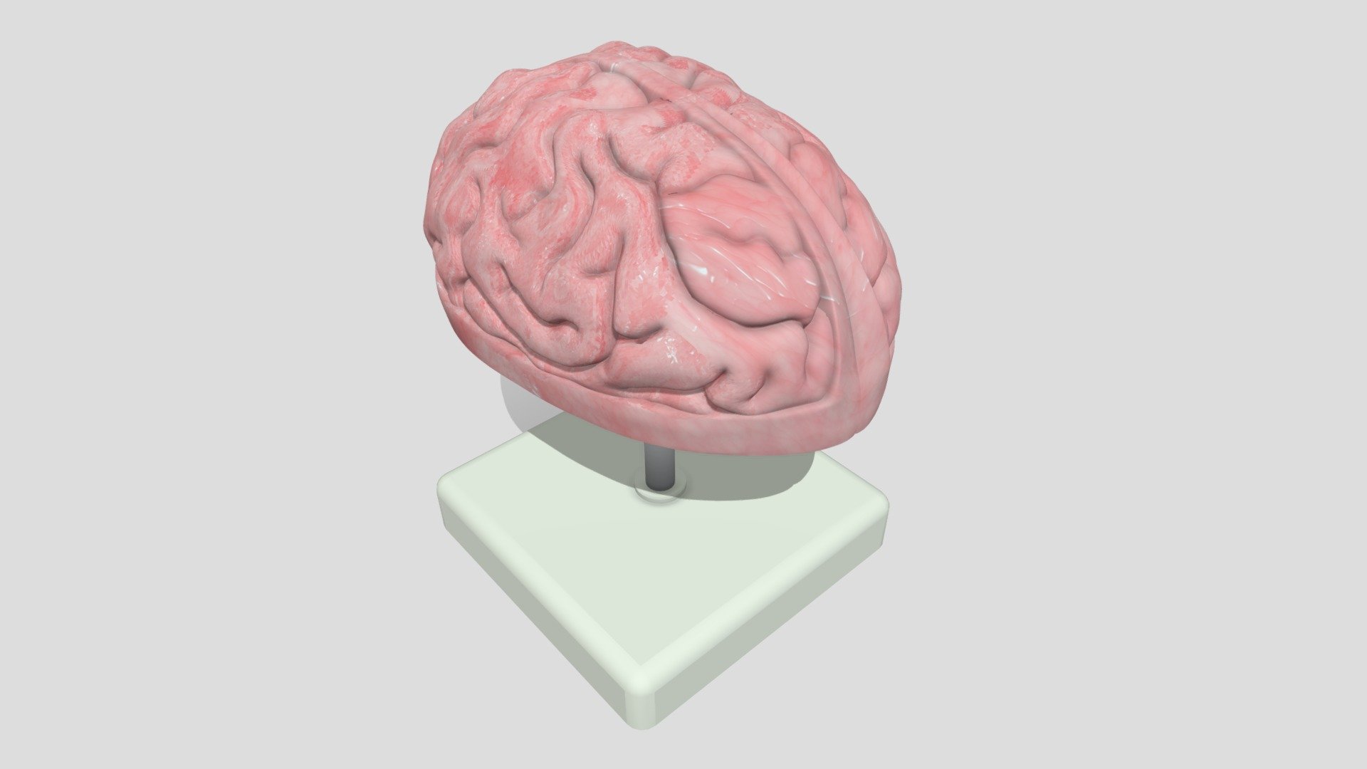 Brain Model - Buy Royalty Free 3D model by digikstudio [755b597 ...