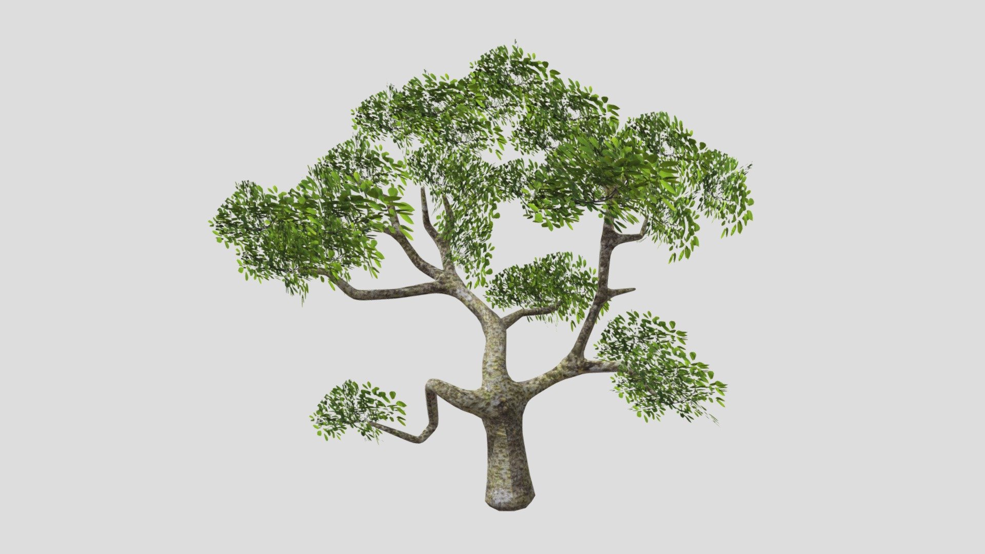Stinkwood tree small - 3D model by Setima77 [755ea33] - Sketchfab
