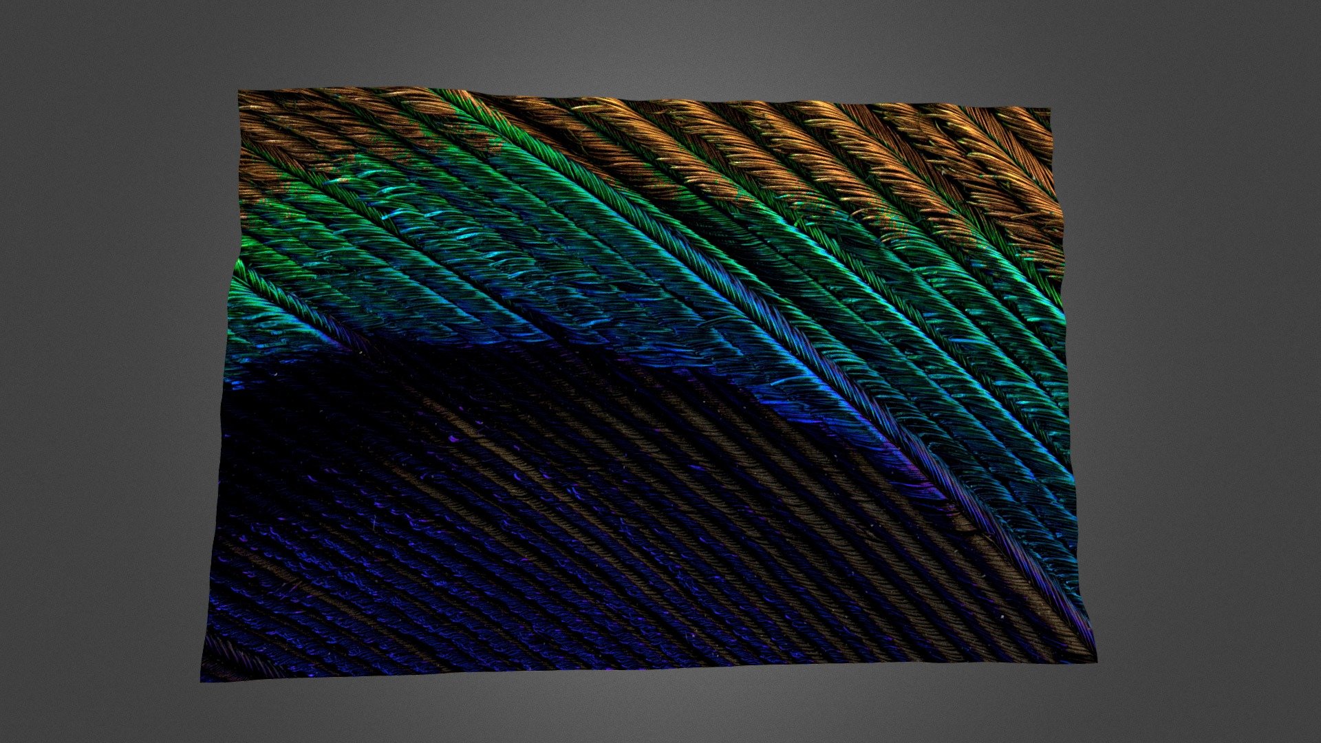 Peacock feather - 3D model by Jörgen Hellberg (@Hphoto) [755ee99 ...