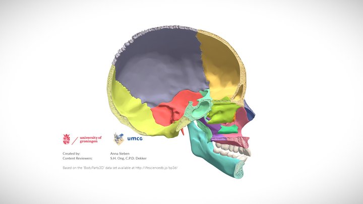 Concha 3D models - Sketchfab