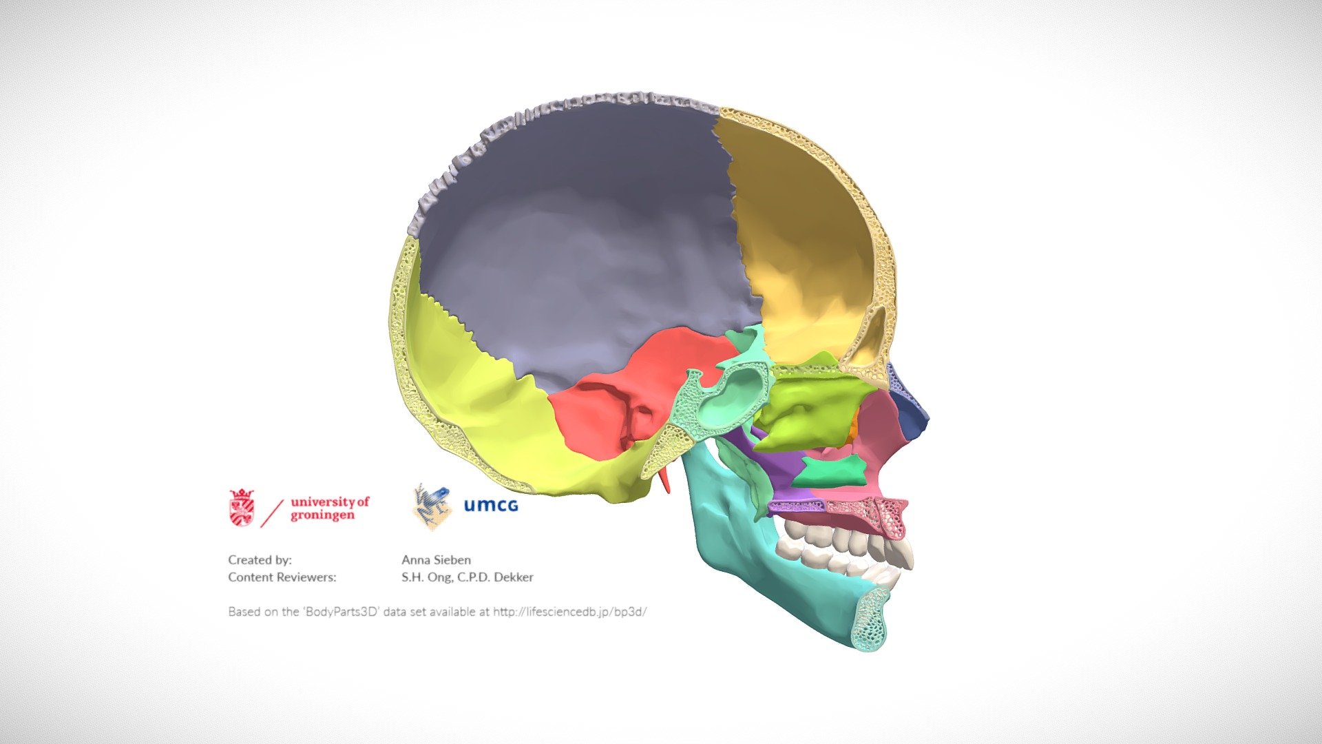Sagittal cut of the human cranium and mandible 3 - Download Free 3D ...