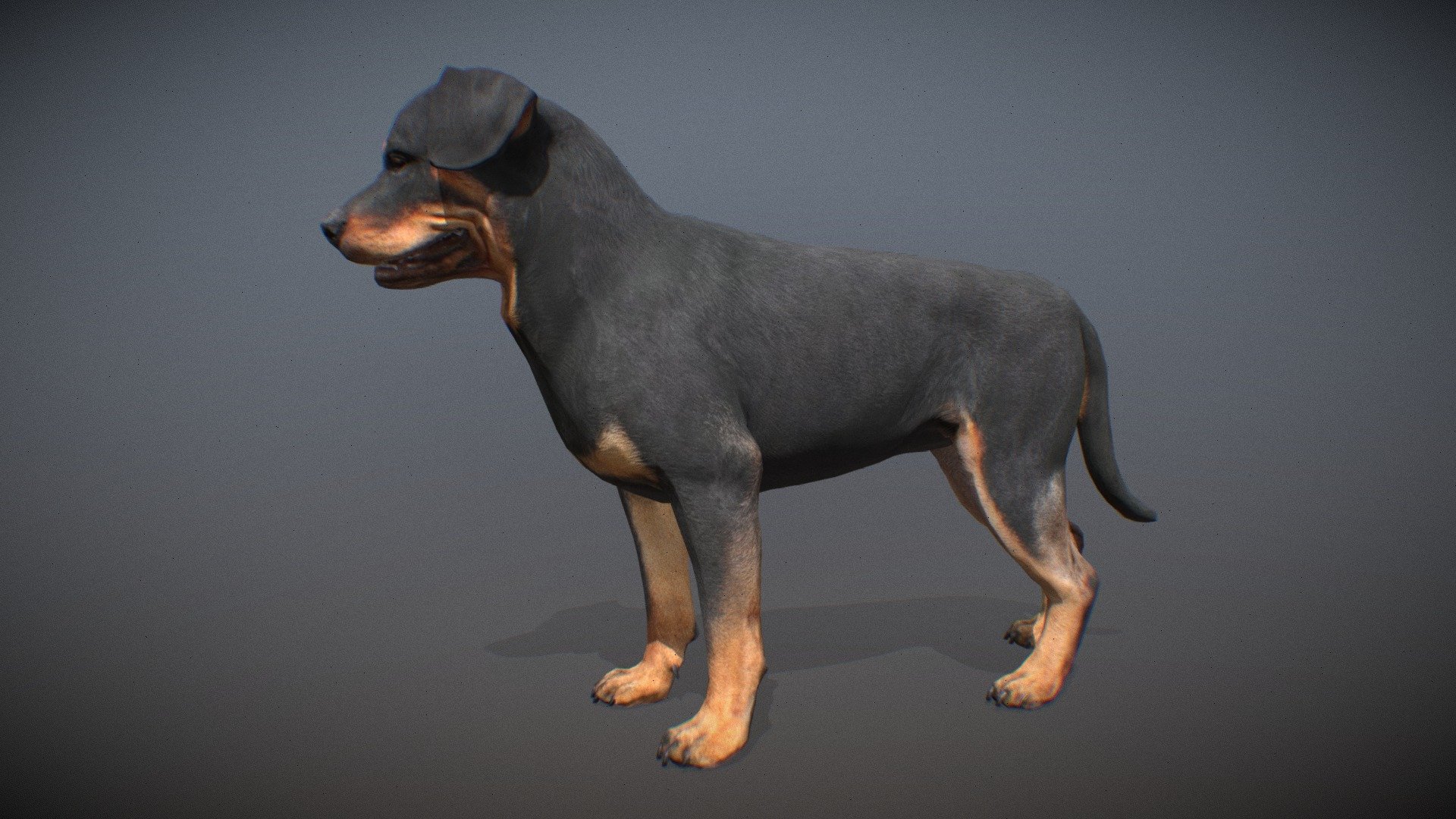 Animalia - Rottweiler - 3D model by GiM (@GamesInMotion) [756665f ...