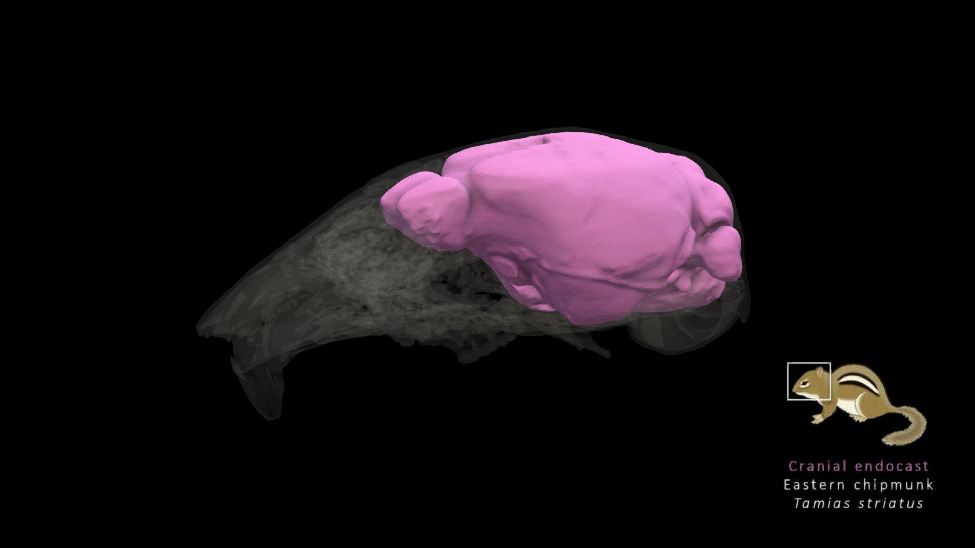 Eastern Chipmunk Brain Endocast - 3D model by Blackburn Lab (@ufherps ...