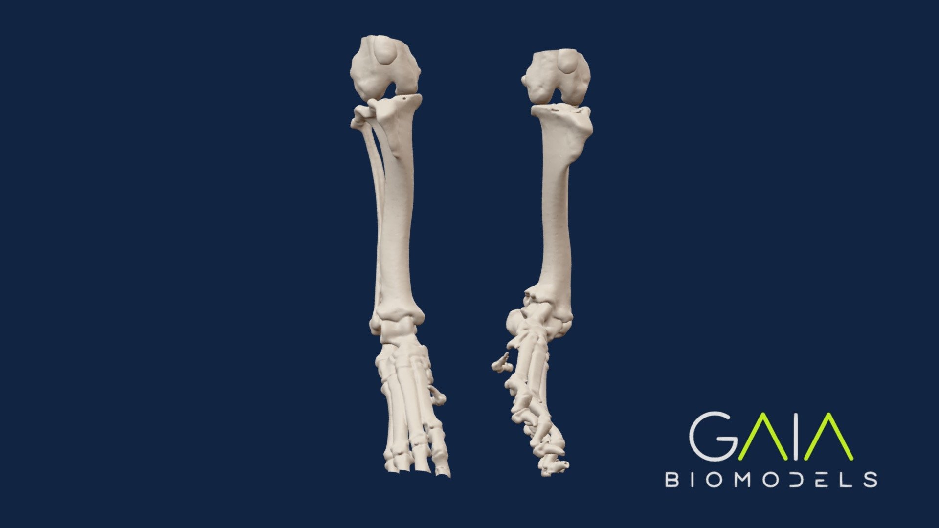 PES VARUS DOG (Teckel) - 3D model by GAIA Biomodels (@GaiaBiomodels ...
