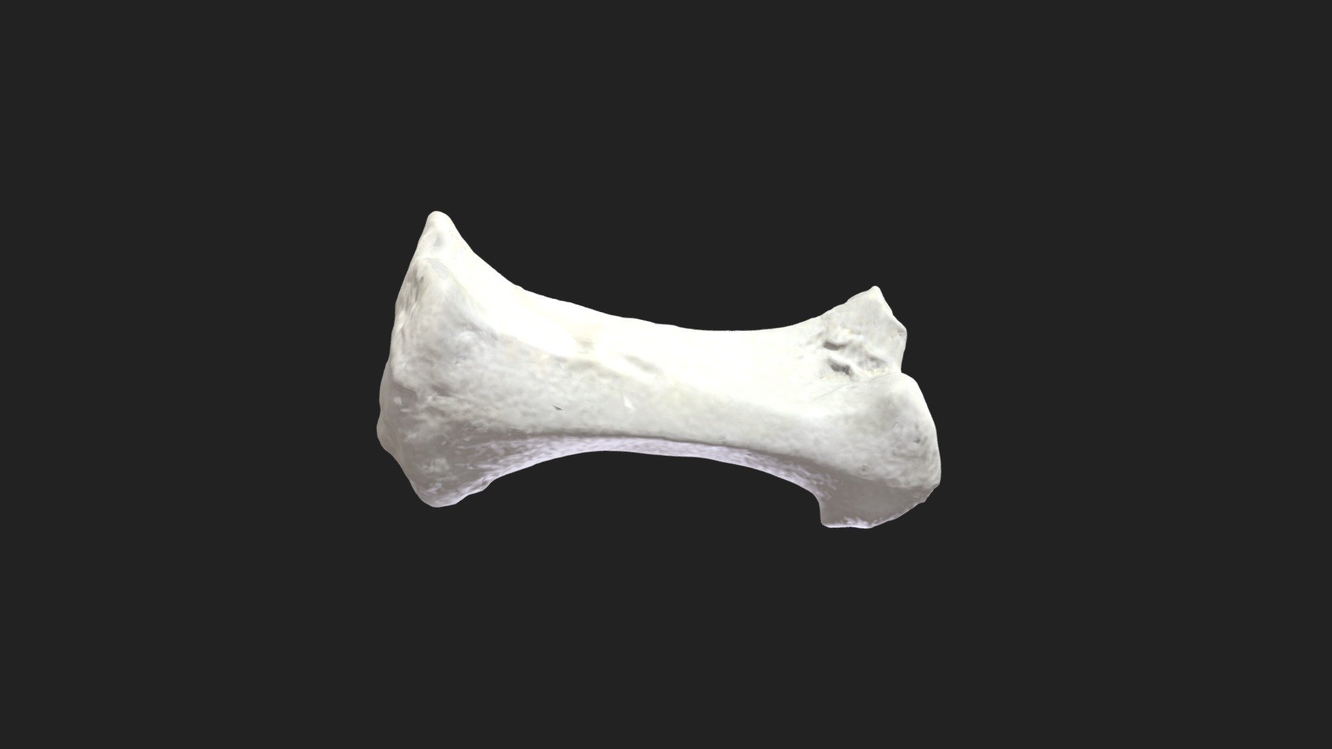 4th sternebra cat - 3D model by vetanatMunich [757578c] - Sketchfab