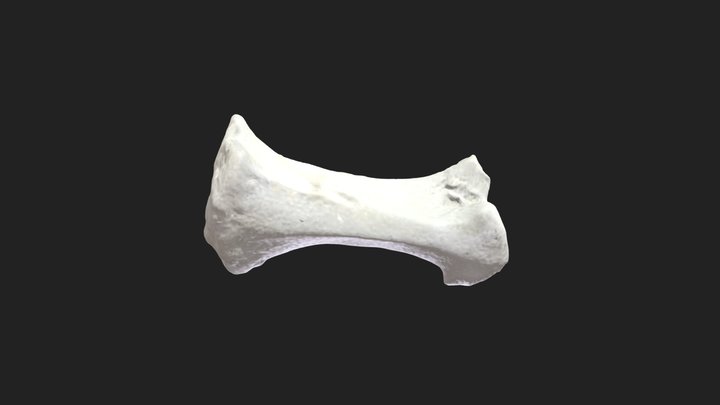 Sternum 3D models - Sketchfab