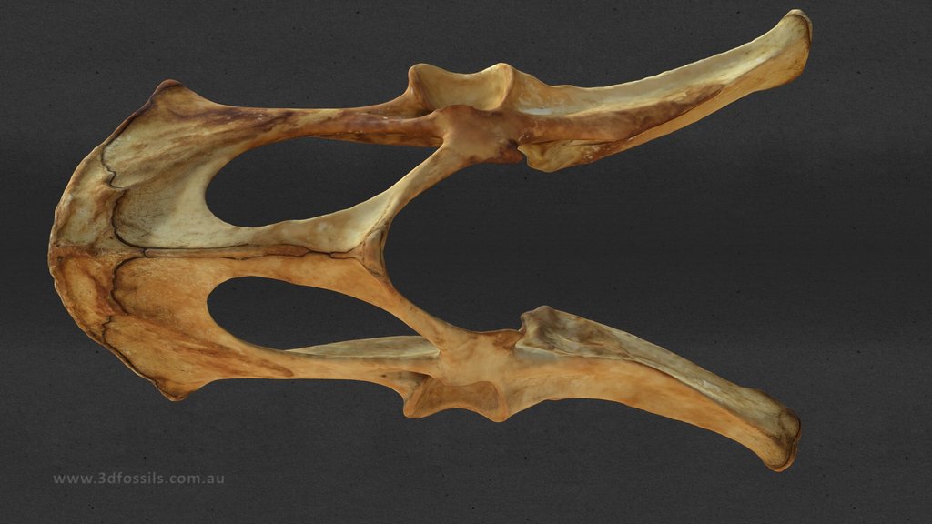 Ossa coxae - Pelvis - A 3D model collection by Girugamesh17 - Sketchfab