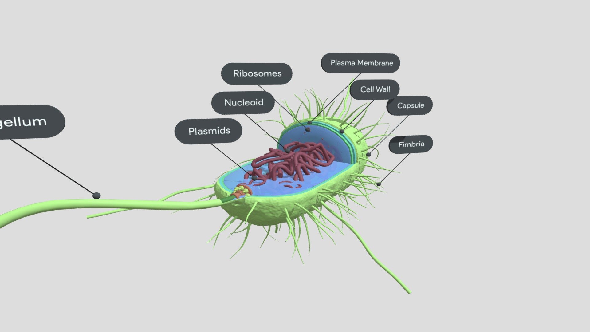 prokaryotic-cell - 3D model by hihellowhatsup5028 [75799a5] - Sketchfab