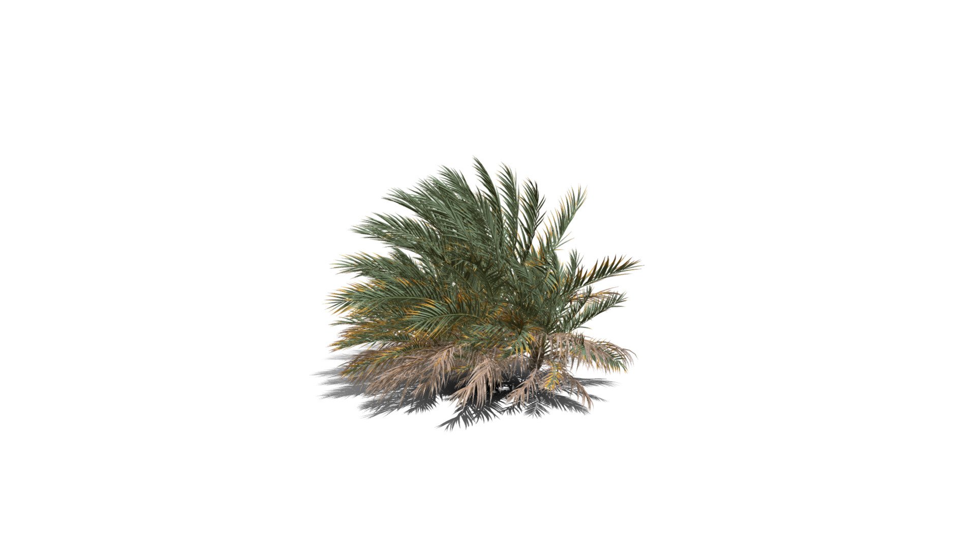 Realistic HD Date palm (42/78) - Download Free 3D model by PlantCatalog ...