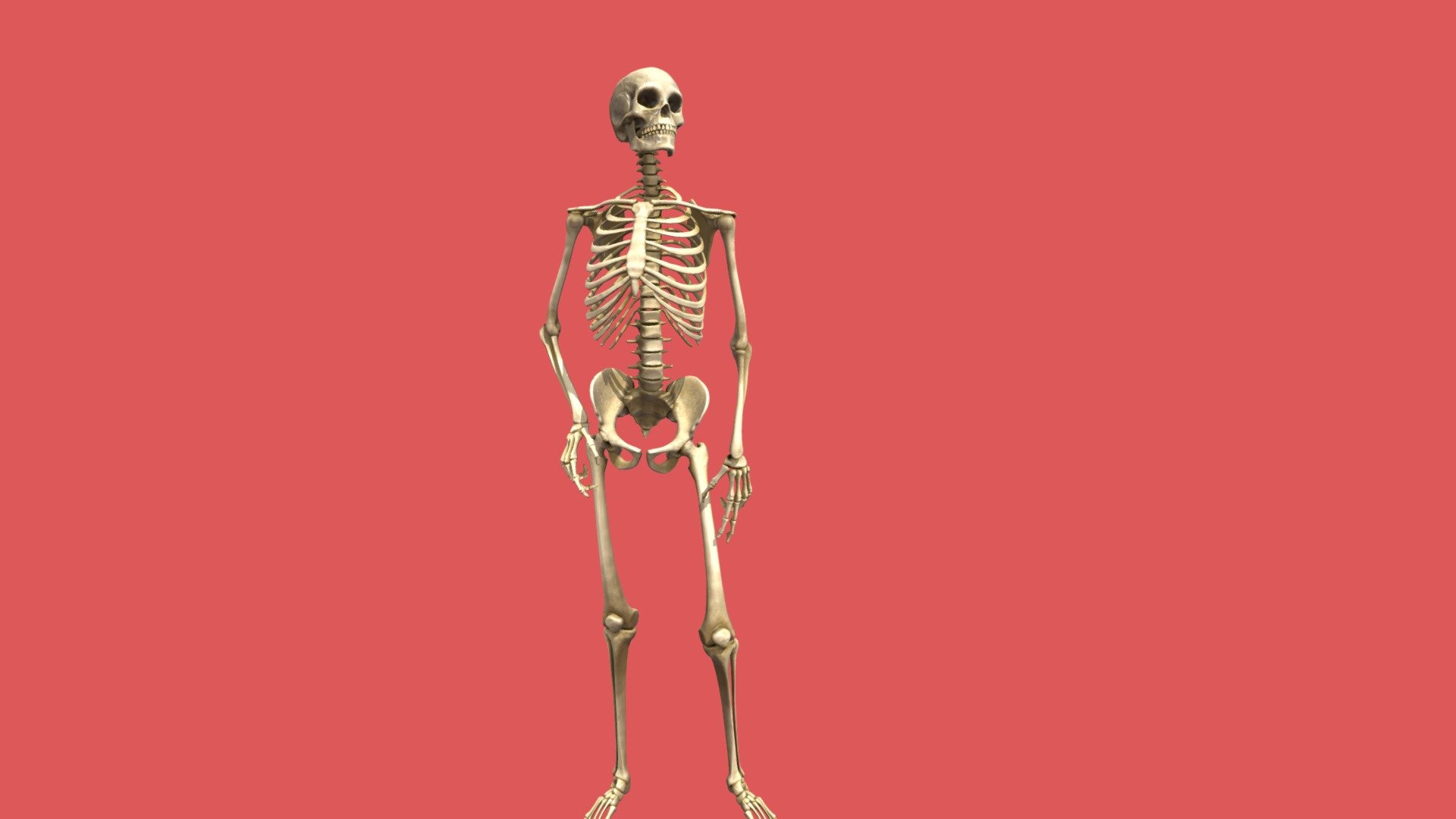 Curious skeleton - Download Free 3D model by J1G4R (@jigar6102021 ...