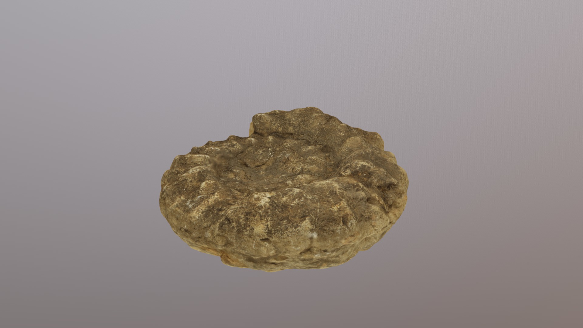 Fossilized shell - 3D model by Fort Worth Museum of Science and History ...