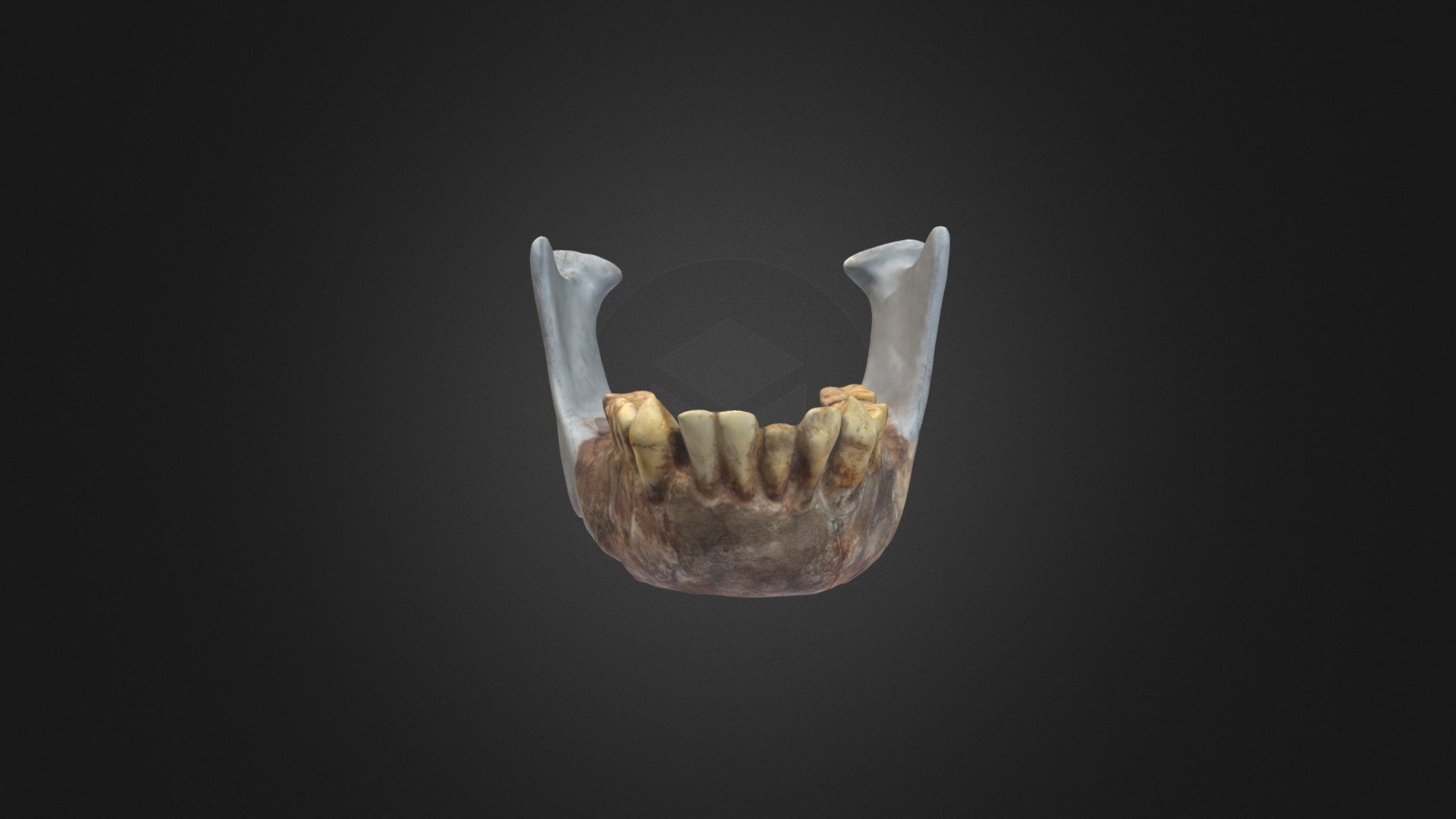 Ardipithecus ramidus mandible - Download Free 3D model by Digital Atlas ...