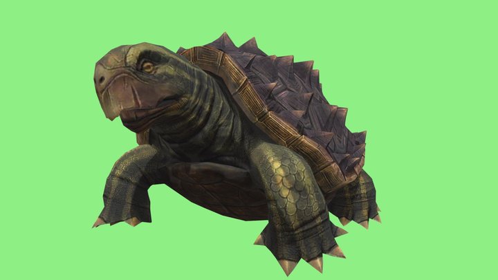 Turtle 3D models - Sketchfab