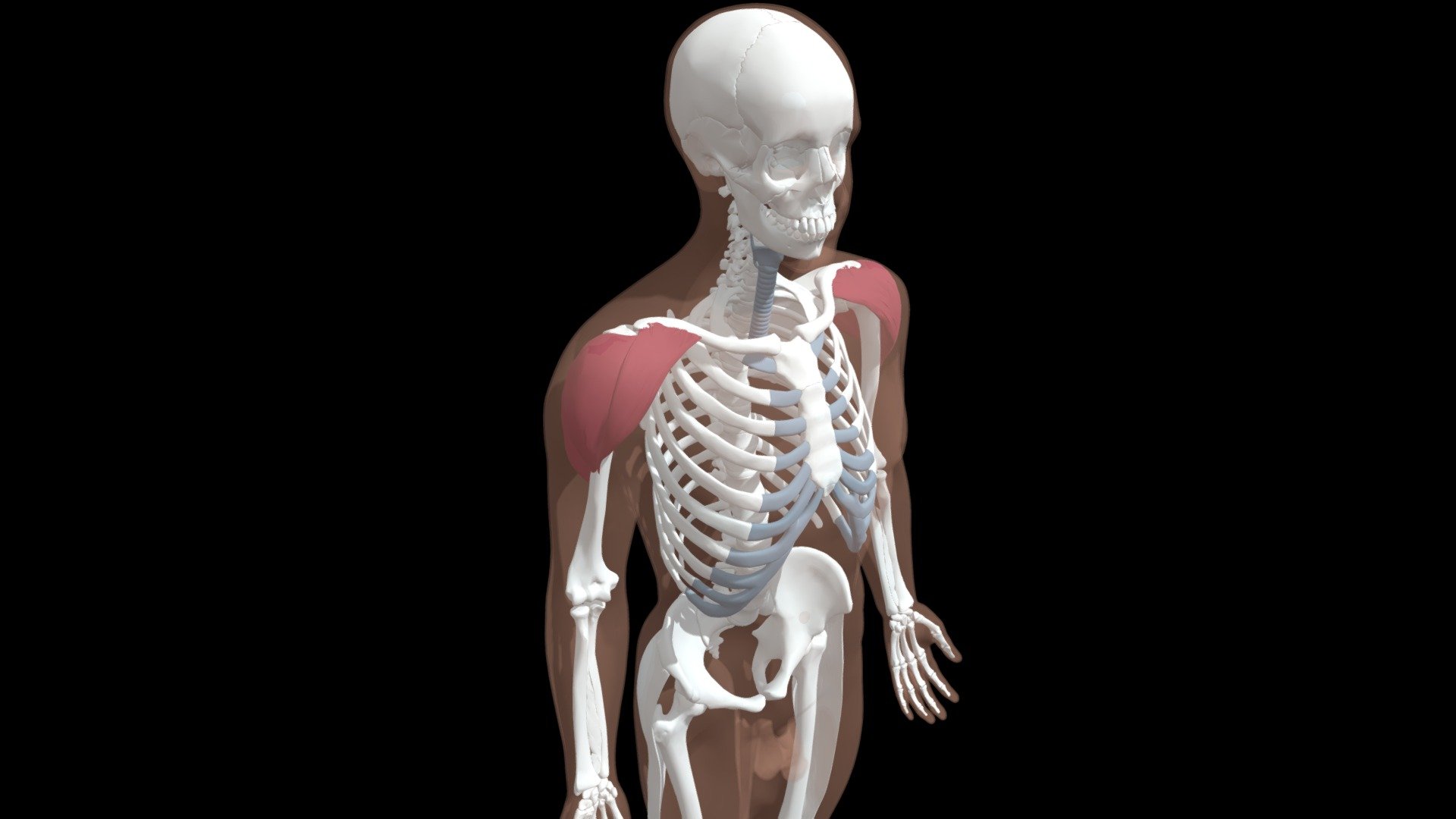 Deltoids - Download Free 3D model by Anatomary [759009c] - Sketchfab