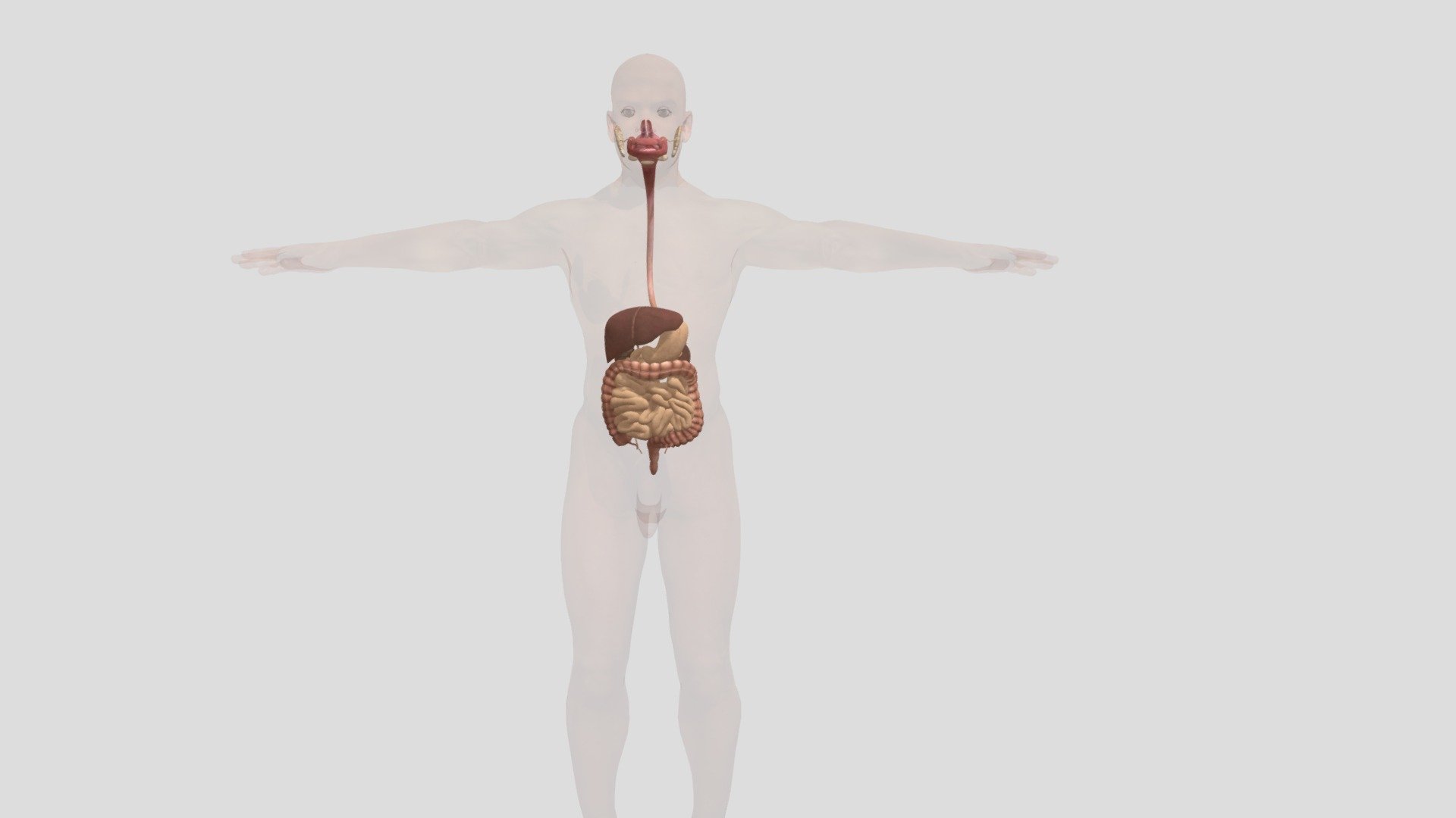 DigestiveSystem - 3D model by OrkaInformatics (@leventsen) [7592300 ...
