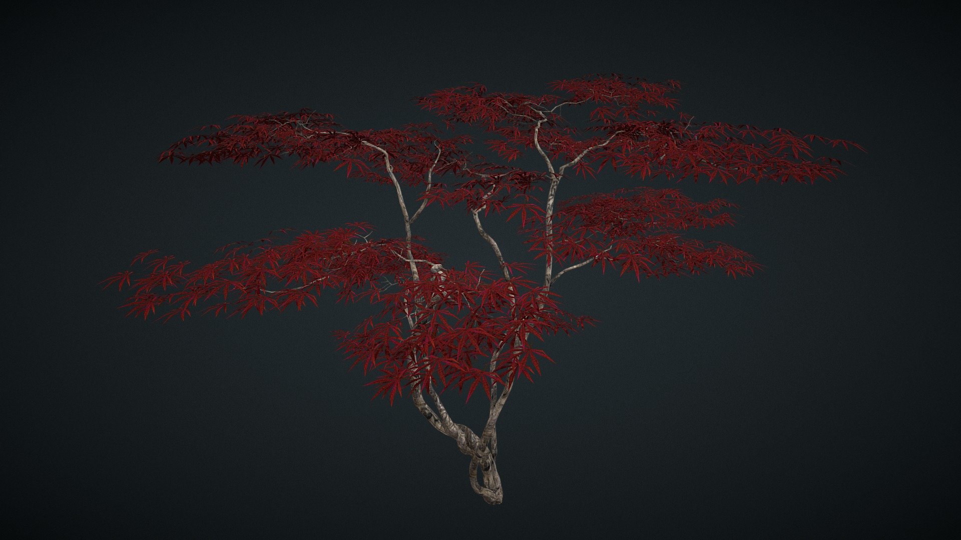 Japanese Red Maple - Download Free 3D model by Tokuwa [7593d53] - Sketchfab
