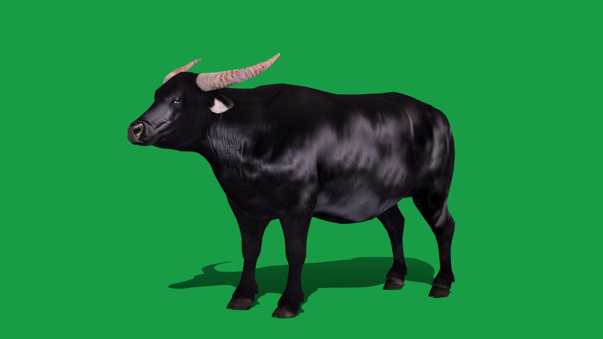 Water Buffalo Mammal (Lowpoly) - Buy Royalty Free 3D model by ...