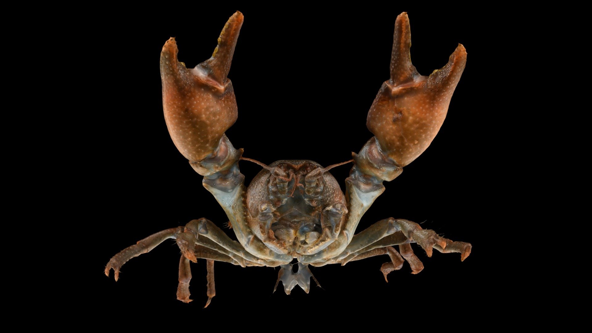 ニホンザリガニ ♂ Jpn crayfish, Cambaroides japonicus - Download Free 3D model ...