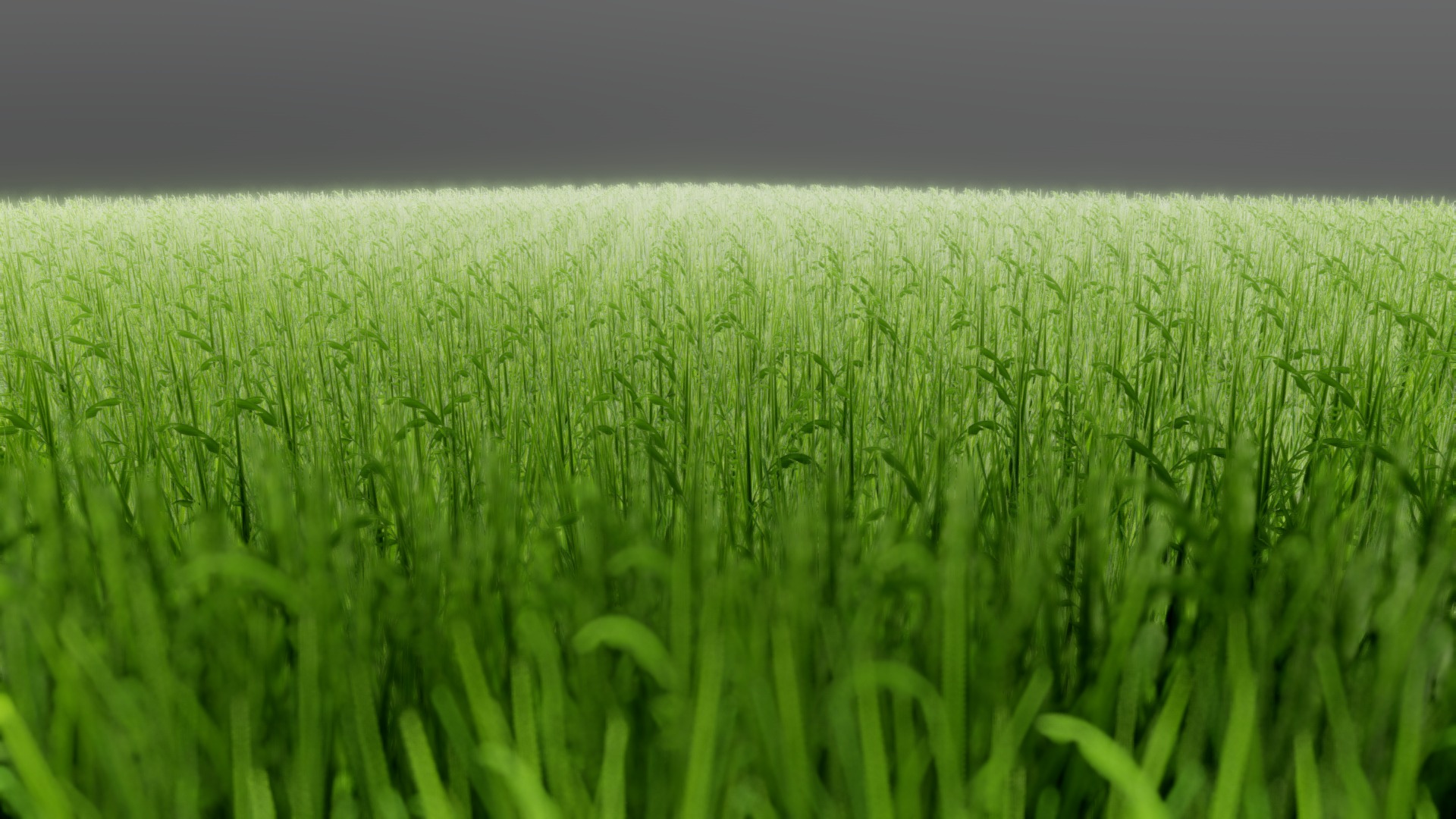 Tall Green Field - Download Free 3D model by Somersby [7598bab] - Sketchfab