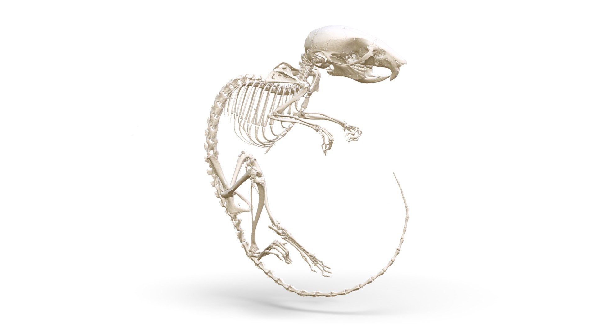 Apodemus uralensis (MSB:Mamm:249515) - 3D model by Biodiversity ...