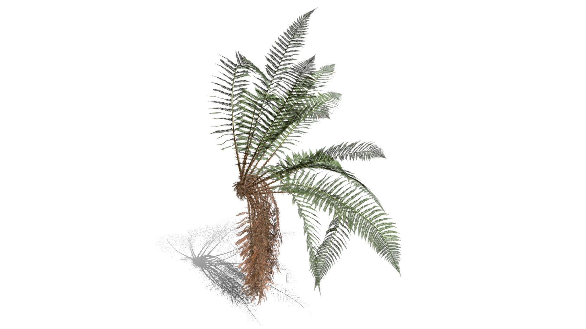 Realistic HD Male fern (40/50) - Download Free 3D model by PlantCatalog ...
