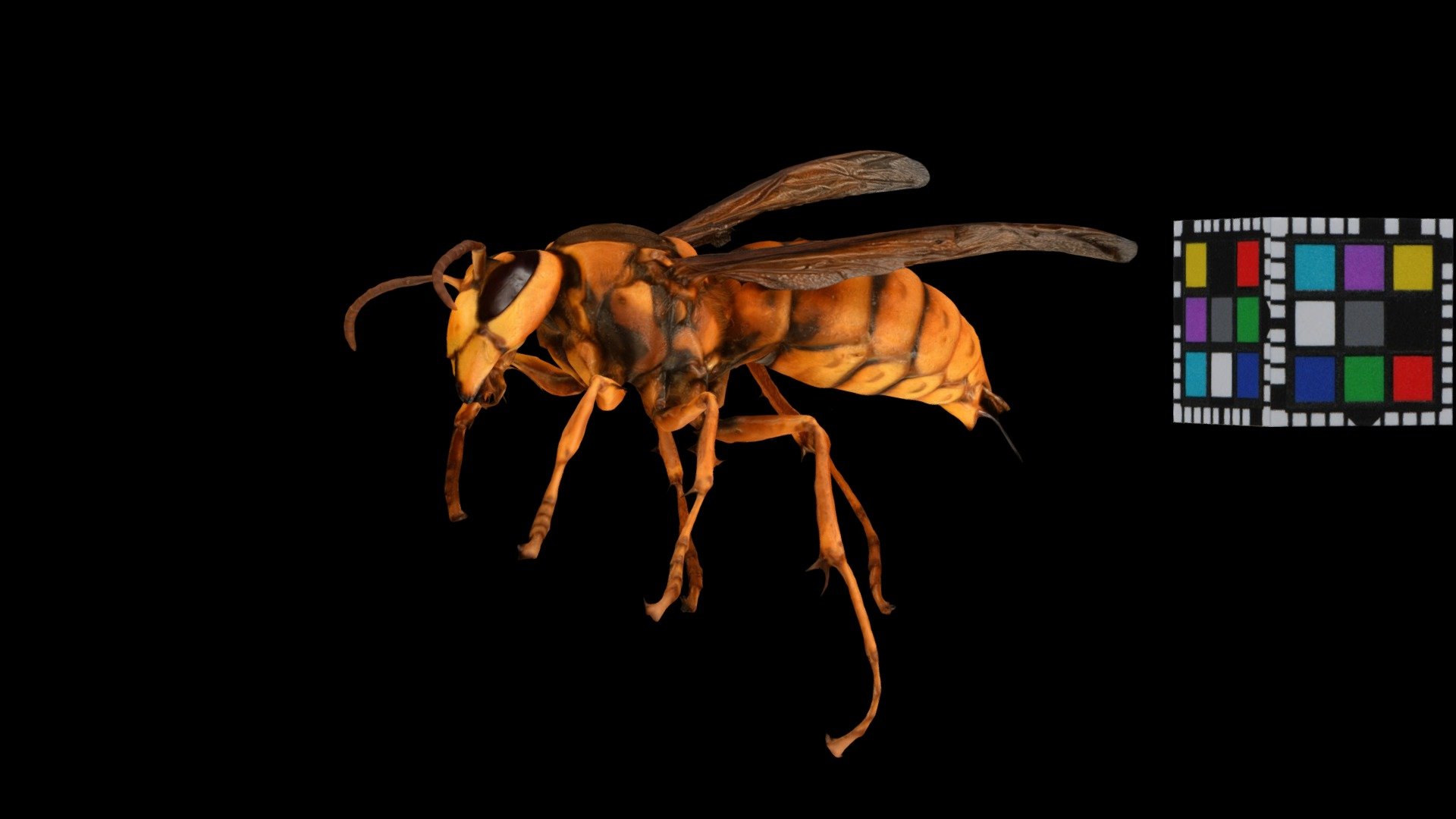 CC0 キイロスズメバチ 🐝 Japanese Yellow Hornet - Download Free 3D model by ffish ...