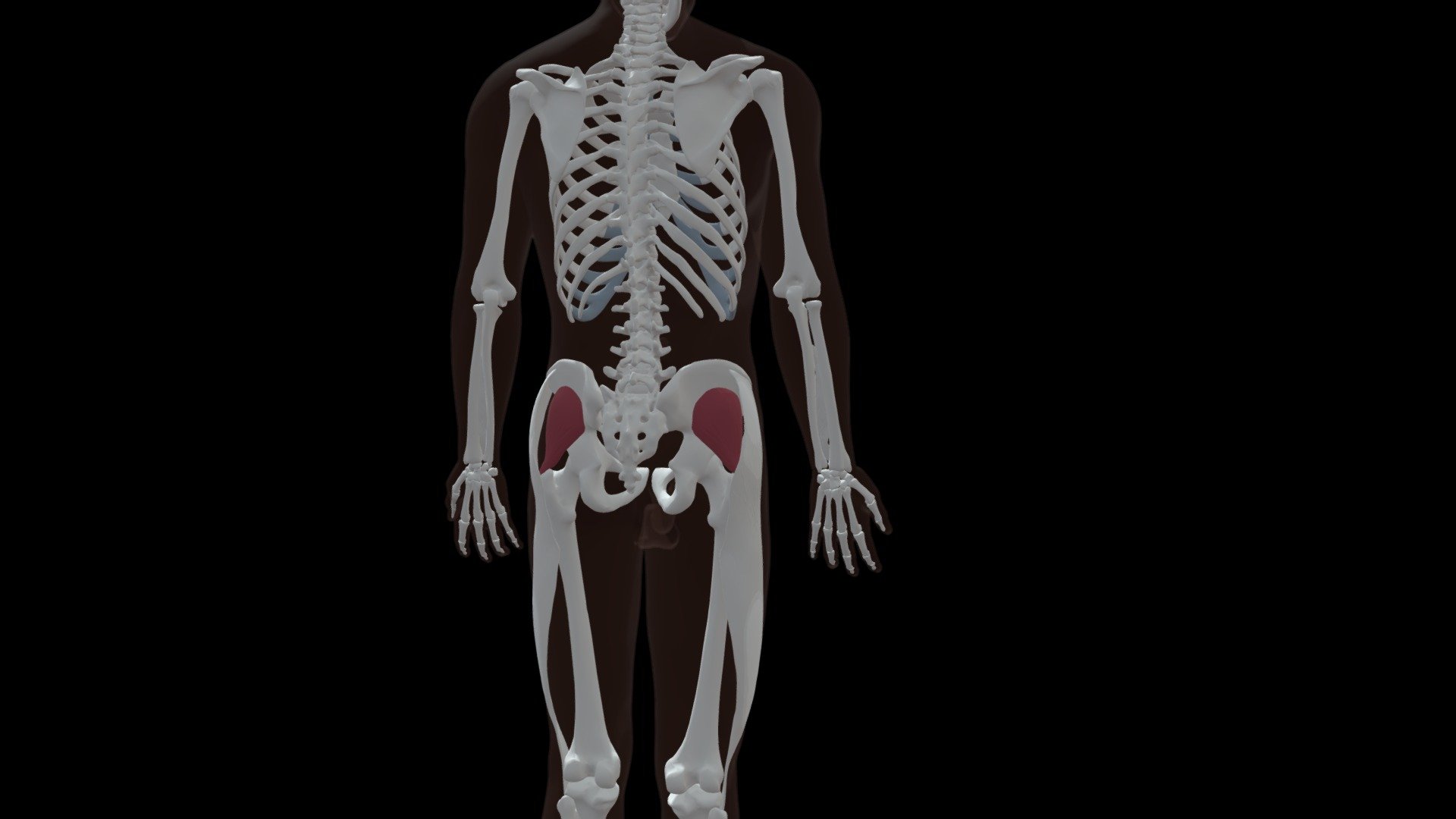 Gluteus Minimus - Download Free 3D model by Anatomary [75a27fc] - Sketchfab