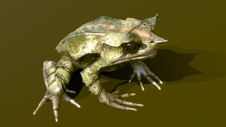Treefrog 3D models - Sketchfab
