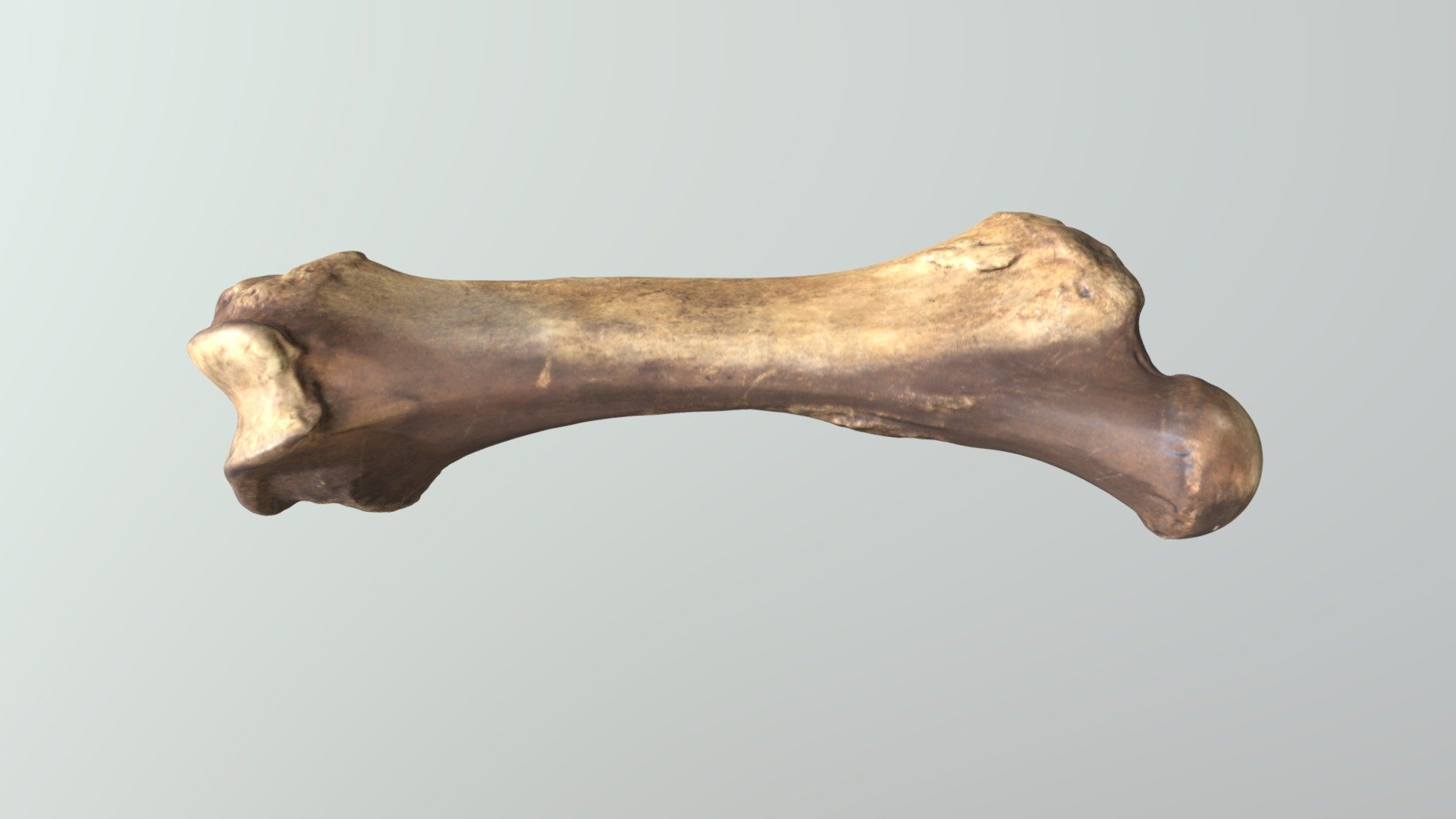 Mastodon Right Femur (VCU_3D_4298) - Download Free 3D model by Virtual ...