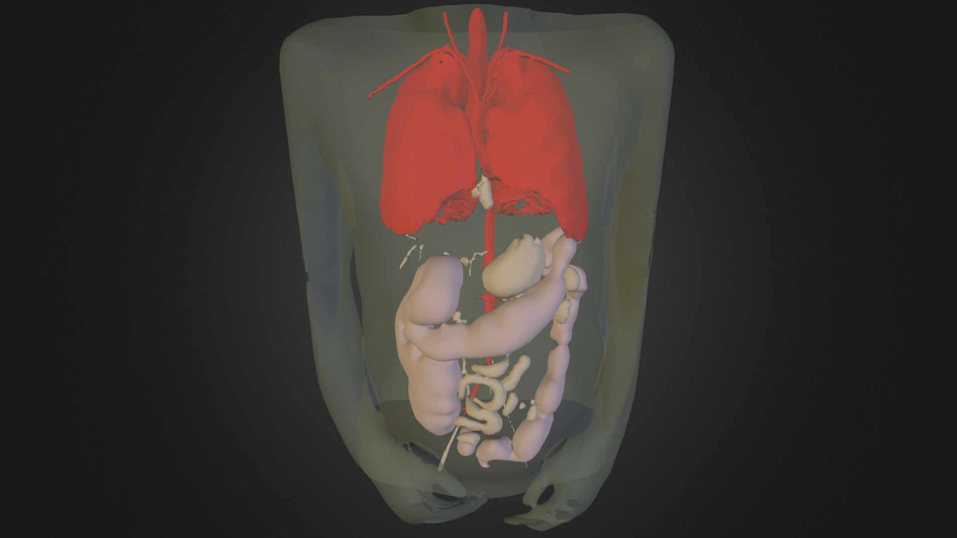 VHP Colon - 3D model by Dara Walsh (@darawalsh) [75a8fdd] - Sketchfab