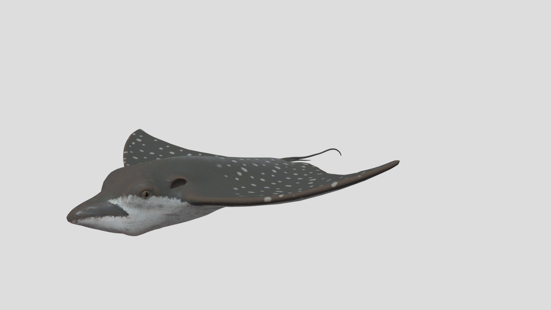 Stingray - Download Free 3D model by all of life (@Xfdfgd) [75ad9b6] - Sketchfab
