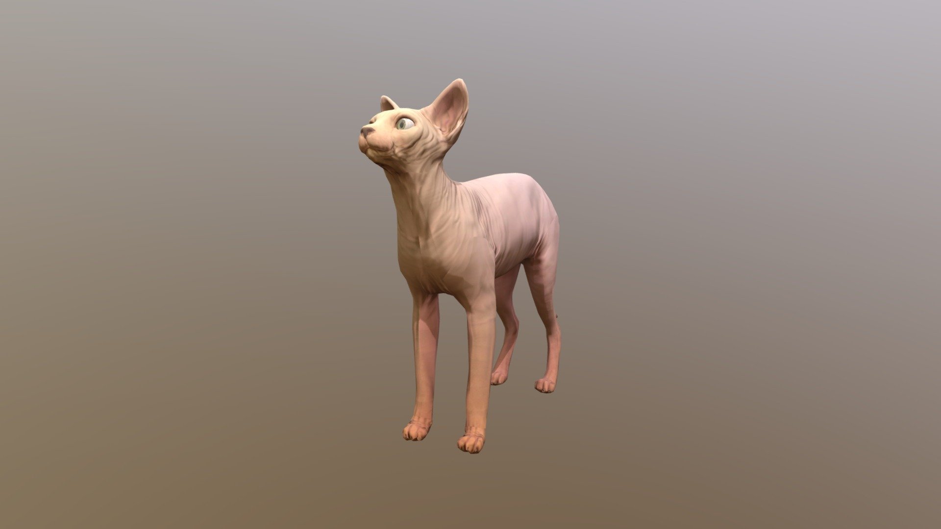 Sphynx Cat - Download Free 3D model by kenchoo [75b2404] - Sketchfab