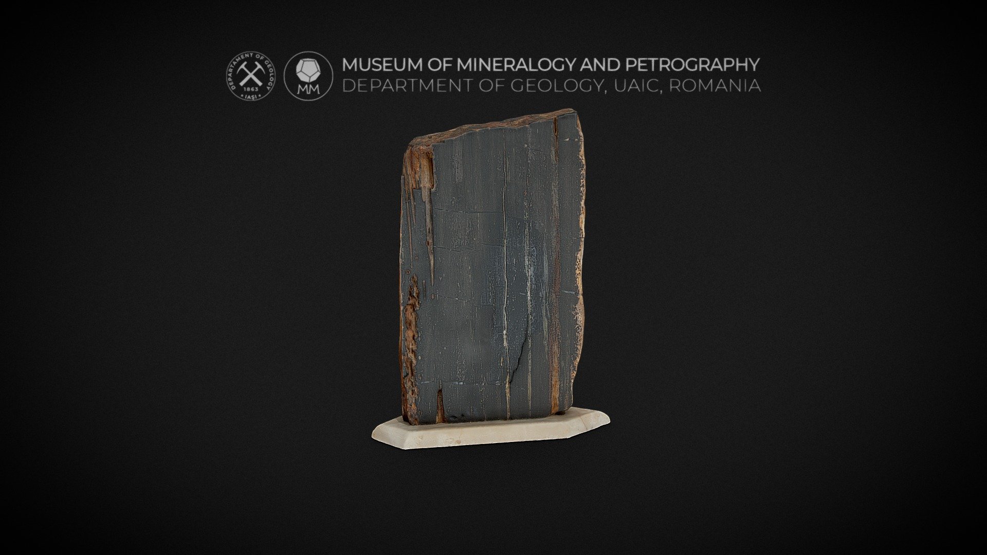 Black Petrified Wood - 3D model by Museum of Mineralogy and Petrography ...