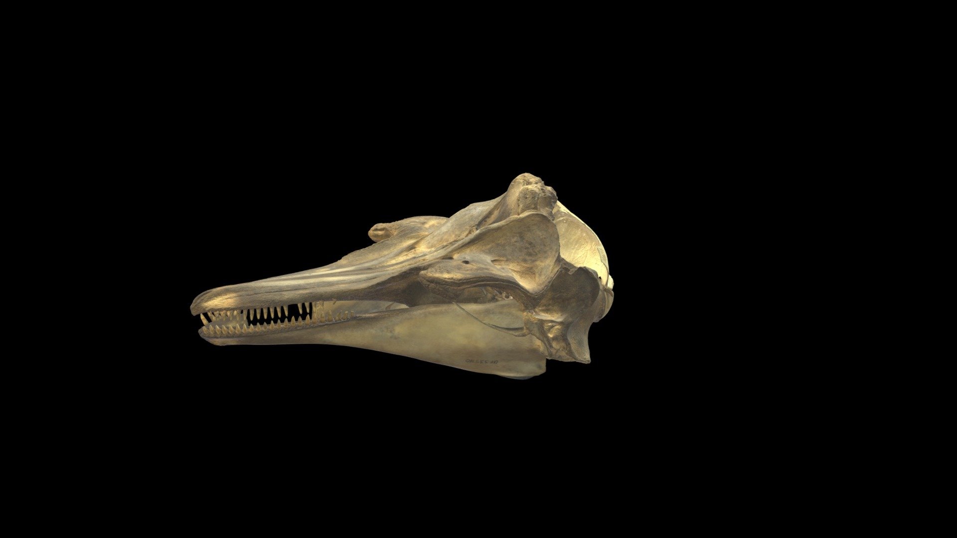 Melon Headed Whale Skull with Animated Skull Cap - 3D model by ...