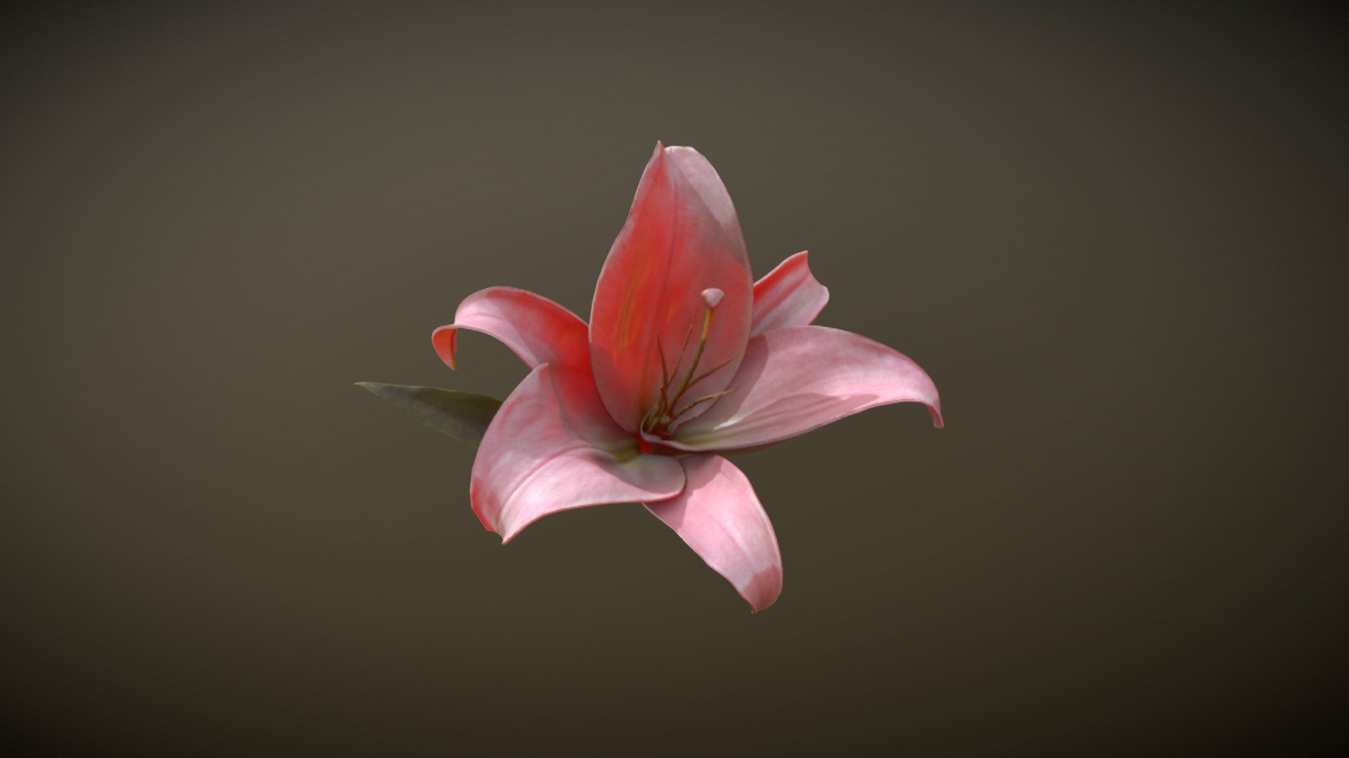Lilium (Lily) flower - 3D model by Dario (@Dario_3D) [75c4008] - Sketchfab