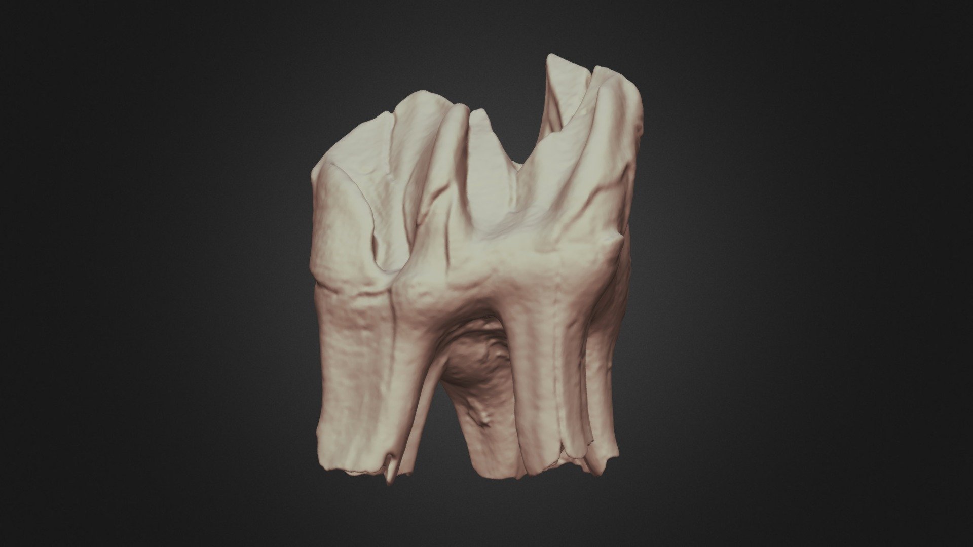 Ungulate Molar - 3D model by Lakehead Anthropology ...
