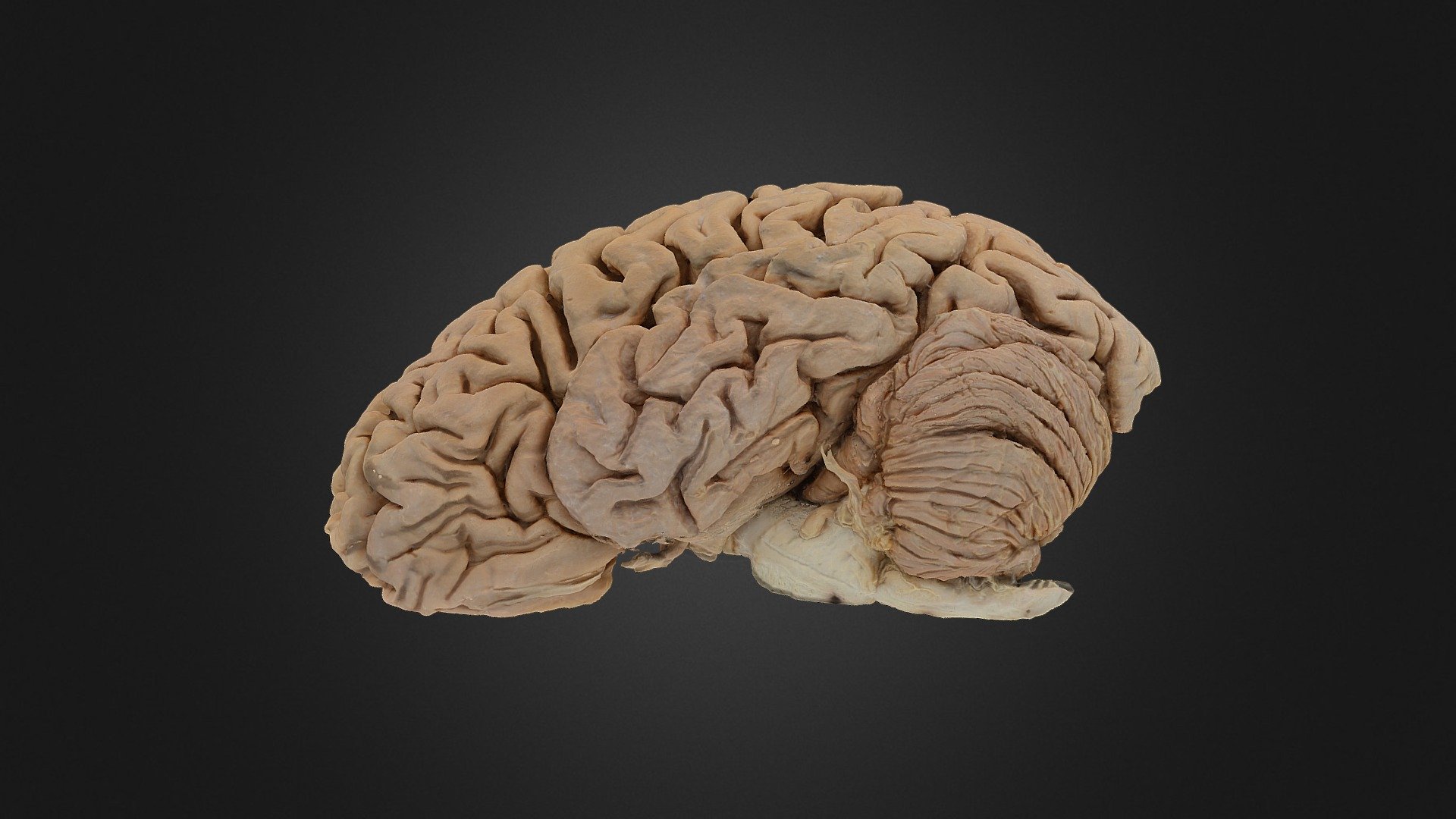 Half Hemisphere - 3D model by huseyinakd [75ce90a] - Sketchfab