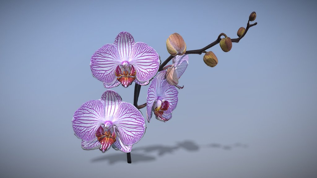 flower - A 3D model collection by jjjjjjjung - Sketchfab